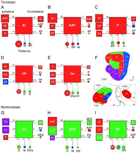 convergence of thalamic and cortical pathways in cat auditory cortex