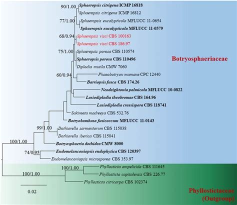 phylogram generated from maximum likelihood analysis based on lsu