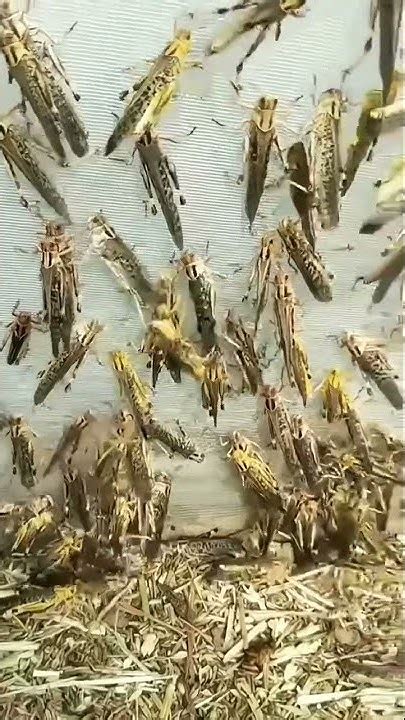 메뚜기 튀김요리 Youtube