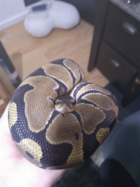 Well Hello There Human R Sneks