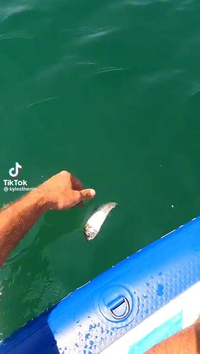 Rip Meme By Tanmarcal Memedroid