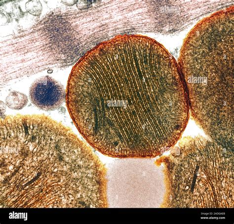 Mitochondria Coloured Transmission Electron Micrograph Of Mitochondria