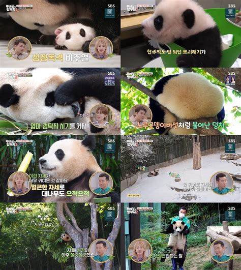 모친상 강철원 사육사 예정대로 푸바오와 중국行 힘든 일 겹쳤지만다시 만나러 가겠다 네이트 연예