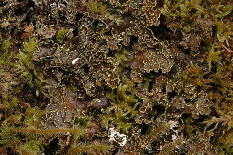 Pseudocyphellaria Crocata Wikispecies