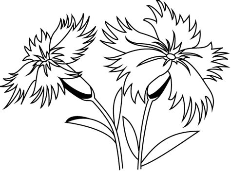 秋の花1 07 なでしこ 花の無料イラスト素材 イラストポップ