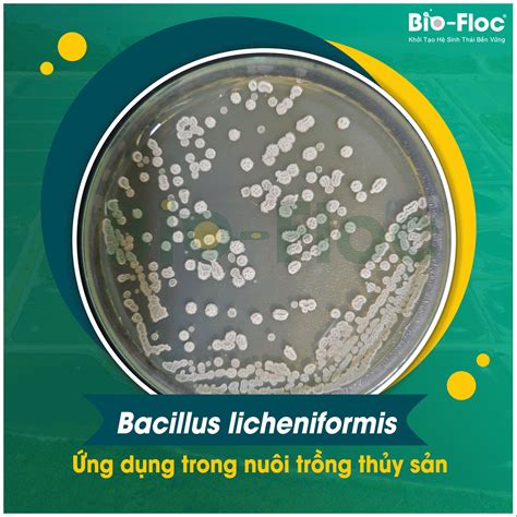 Ứng Dụng Bacillus Licheniformis Trong Nuôi Trồng Thủy Sản