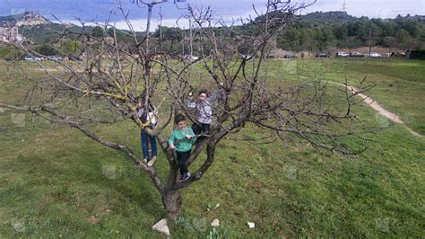 孩子们爬上了树