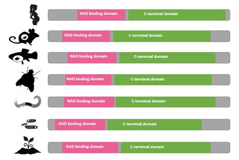 Protein Domains G6pd Deficiency