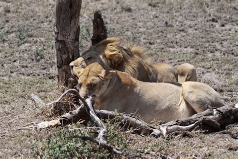 Wildlife Photos African Lion How Do Lions Have Sex Wildlife Photos