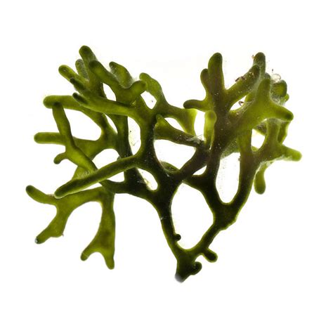 Buy Codium Fragile Green Macroalgae For The Saltwater Aquarium