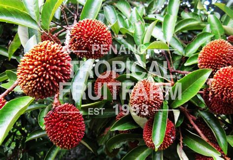 Pulasan Penang Tropical Fruit Farm