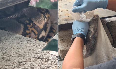 stall owner terrified by 1m long python at whampoa market stomp