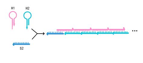 Hybridization Chain Reaction
