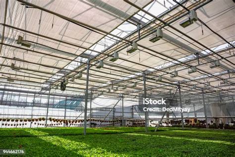 유기 수경 관 상용 식물 재배 보육 농장입니다 큰 현대 온실 0명에 대한 스톡 사진 및 기타 이미지 0명 관상용 식물 농업 Istock