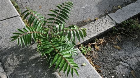 How To Spot Invasive Tree Species Tree Worx