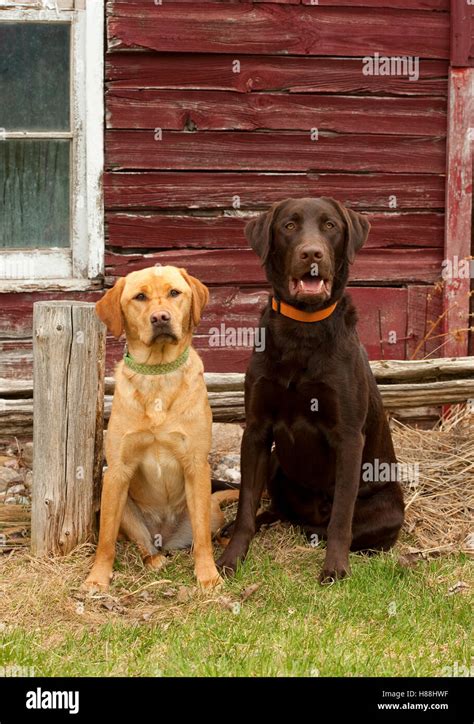 Female Yellow Labs