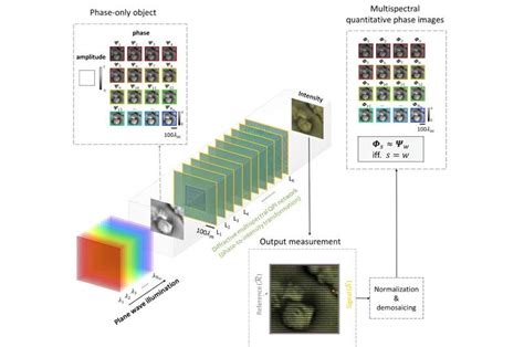 Diffractive Optical Network Facilitates Snapshot Multispectral