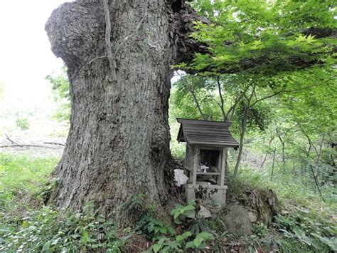 板井谷のコナラ 山野草植物めぐり