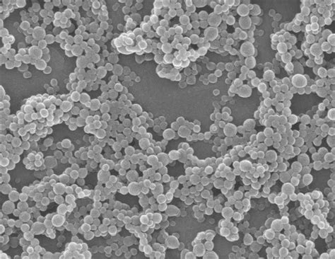New Protein Based Micromaterials Developed For Targeted Cancer Therapy American Biotech News