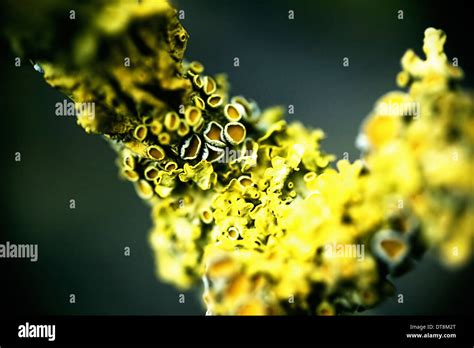 Lichen Tree Hi Res Stock Photography And Images Alamy