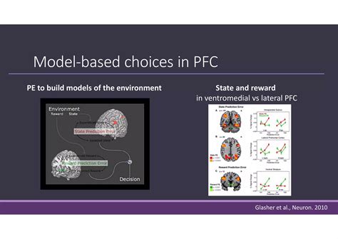 Prefrontal Cortex And Decision Making The Modular And Circuit Based
