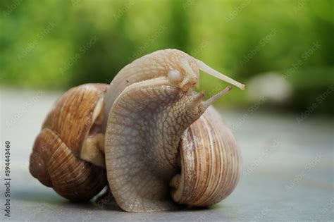 Snail Sex Two Snails Making Love Stock Foto Adobe Stock