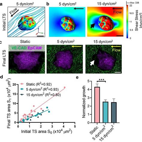 Smac Models The Impact Of Shear Stress On Tumor Spheroid Growth A 3d Download Scientific
