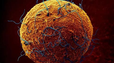 Regular Sex Found To Trigger Ovulation In Females And Make Them More