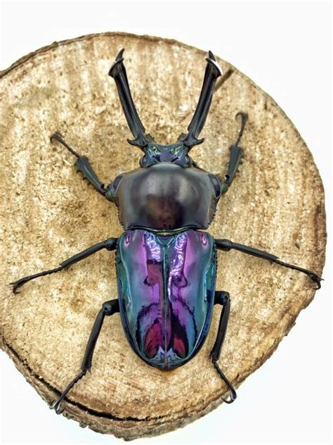 彩虹鍬形蟲原名亞種 Phalacrognathus muelleri muelleri 幼蟲 露天市集 全台最大的網路購物市集