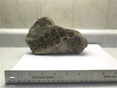 Cephalopod Fossil Id The Fossil Forum