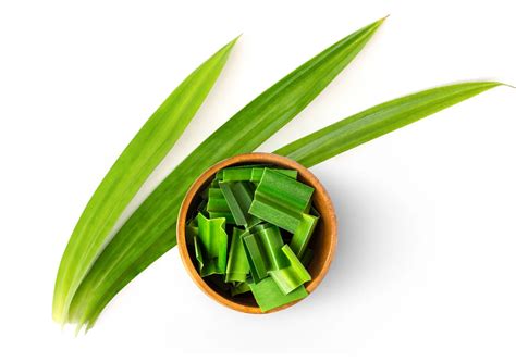 Jangan Remehkan Ini 6 Manfaat Daun Pandan Untuk Kesehatan Pasundan Ekspres