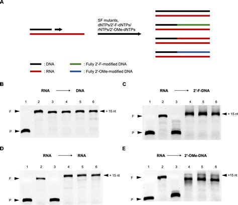 陈庭坚教授团队在acs Synthetic Biology上发表论文——基于非天然核酸（xna）聚合酶定向进化的中心法则高维拓展
