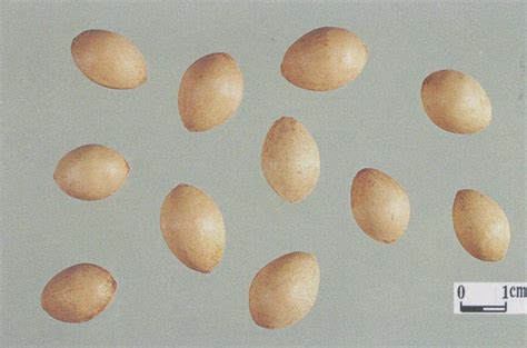 白果 药典品 中药学 医学