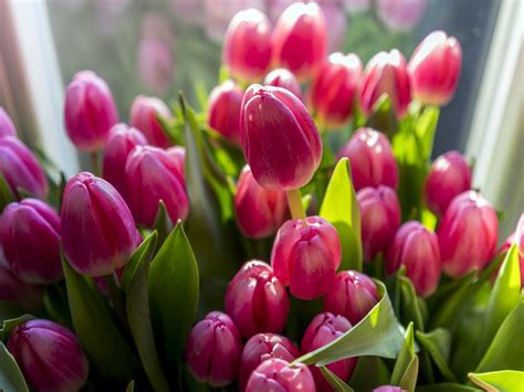 Як правильно вирощувати тюльпани в горщику в домашніх умовах взимку