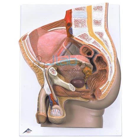 Molecular Models Sets India Albania Tirane Algeria Algiers Andorra Andorra La Vella