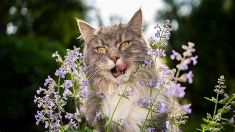 Catnip Plant Flower