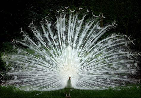 30 Most Beautiful Peacock Photos Stunning Peacocks Photography Collection 2013