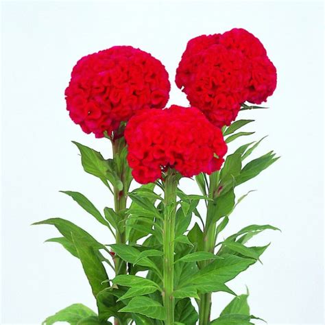 Celosia Chief Fire Jelimex