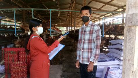 နောင်ချိုမြို့နယ်တွင် စီးပွားဖြစ် မွေးမြူသည့် ဥစားကြက်မွေးမြူရေးလုပ်ငန