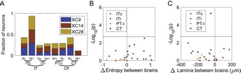 High Throughput Mapping Of Long Range Neuronal Projection Using In Situ