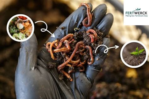 Master Home Vermicomposting Effective Mess Free Pest Free