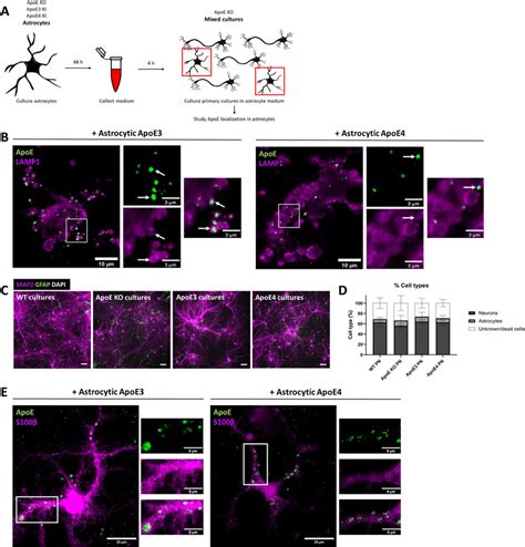 Astrocyte Derived Apoe Localizes To Lamp1 Positive Vesicle In Download Scientific Diagram