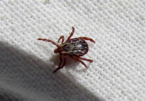 Ixodidae Dermacentor Andersoni Bugguide Net