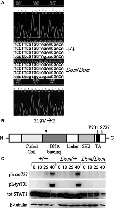 A V319e Point Mutation Within The Dna Binding Domain Of Stat1 Leads To Download Scientific