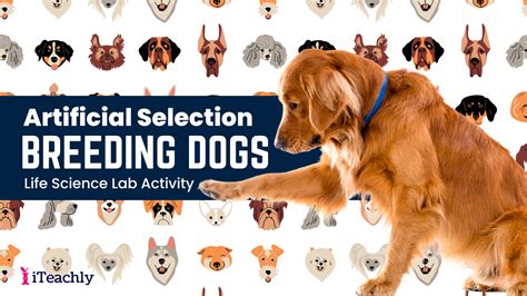 Artificial Selection Lab Activity Breeding Dogs ⋆