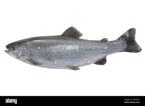 River Trout Isolated On Cut Out Stock Images And Pictures Alamy
