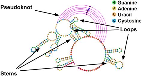 Figure 1 From Jvizrna 40—visualizing Pseudoknots And Rna Editing Employing Compressed Tree