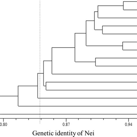 upgma dendrogram based on the genetic identity of nei among the 15