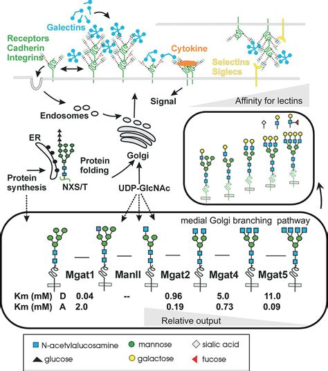 Density Dependent Lectinglycan Interactions As A Paradigm For Conditional Regulation By
