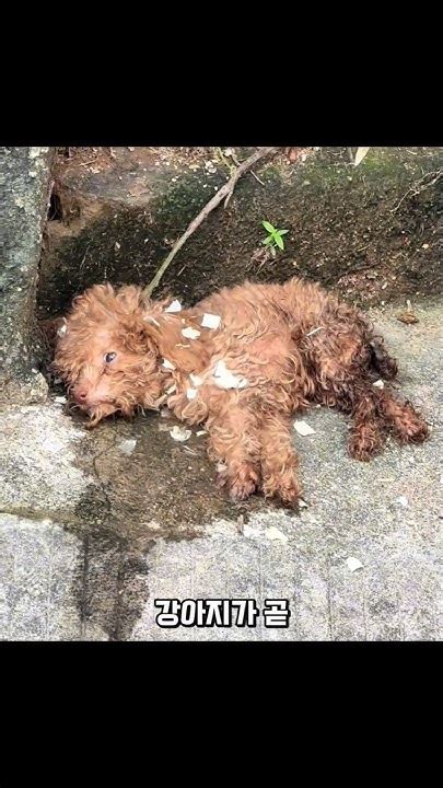 죽음의 문턱에서 구조된 작은 강아지의 기적 같은 이야기 Youtube